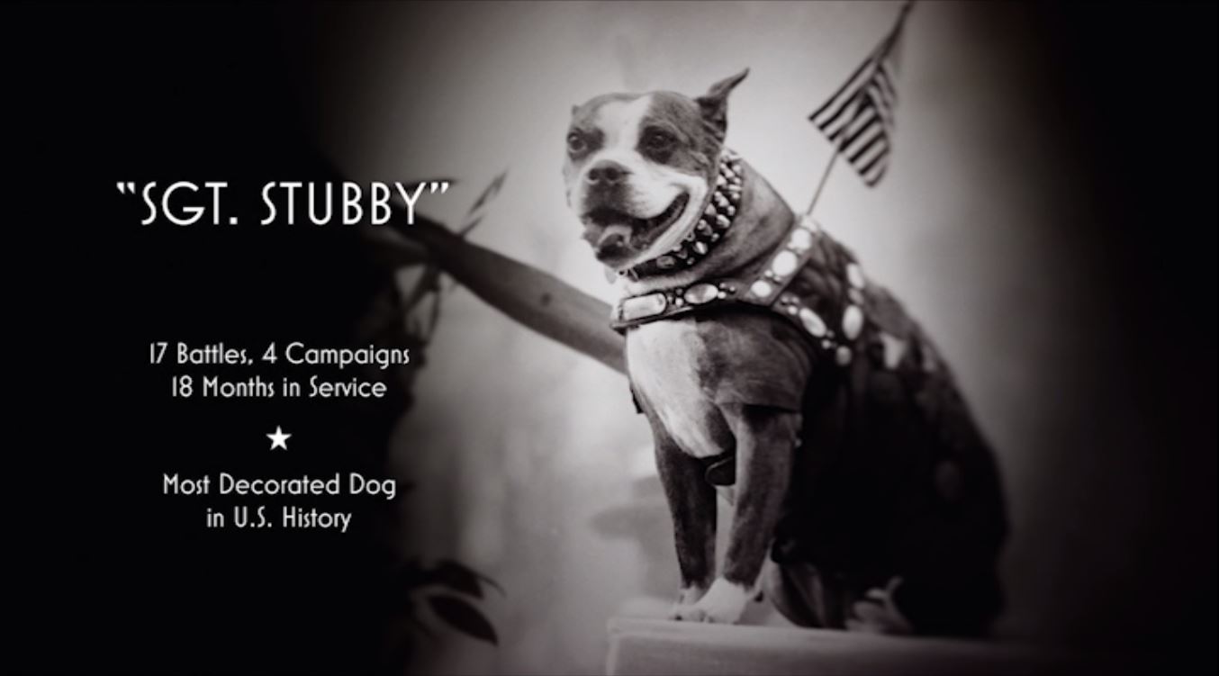 SGT. ‘STUBBY’, WORLD WAR 1 HERO DOG – PROTECT ALL WILDLIFE